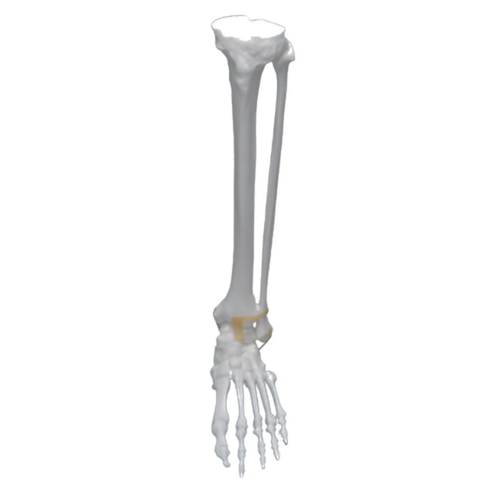 PIE Y TOBILLO, CORTICAL DE PLÁSTICO, IZQUIERDO SAWBONES – ArtroConfort